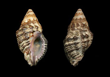 骨螺总科 Muricacea 蓝色动物学（中国动物学科普）